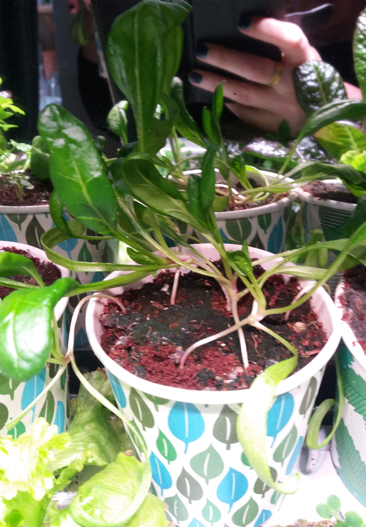 vaxar-spinach-soil - less stuff - decluttering for non minimalists