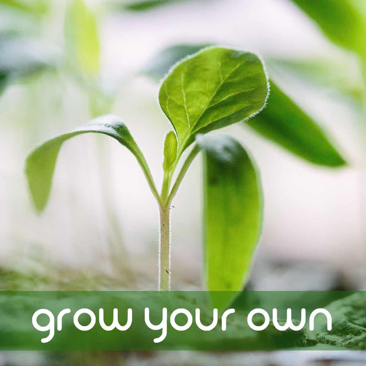 grow-your-own - less stuff - decluttering for non minimalists